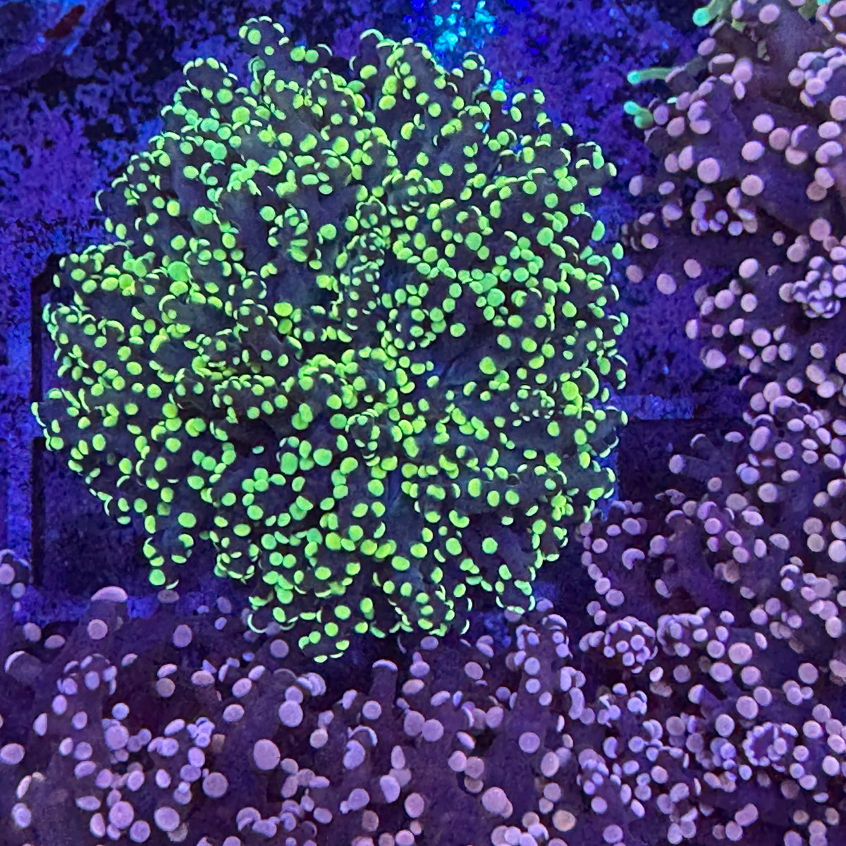 Yellow Frogspawn – Reef-freaks