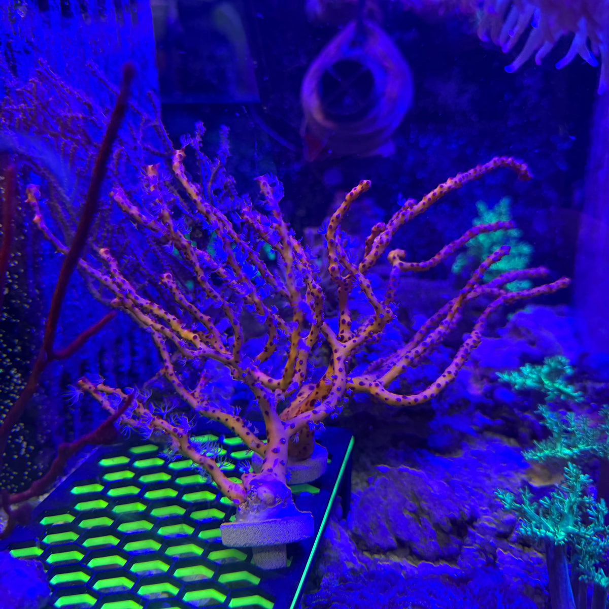 Finger Gorgonia – Reef-freaks