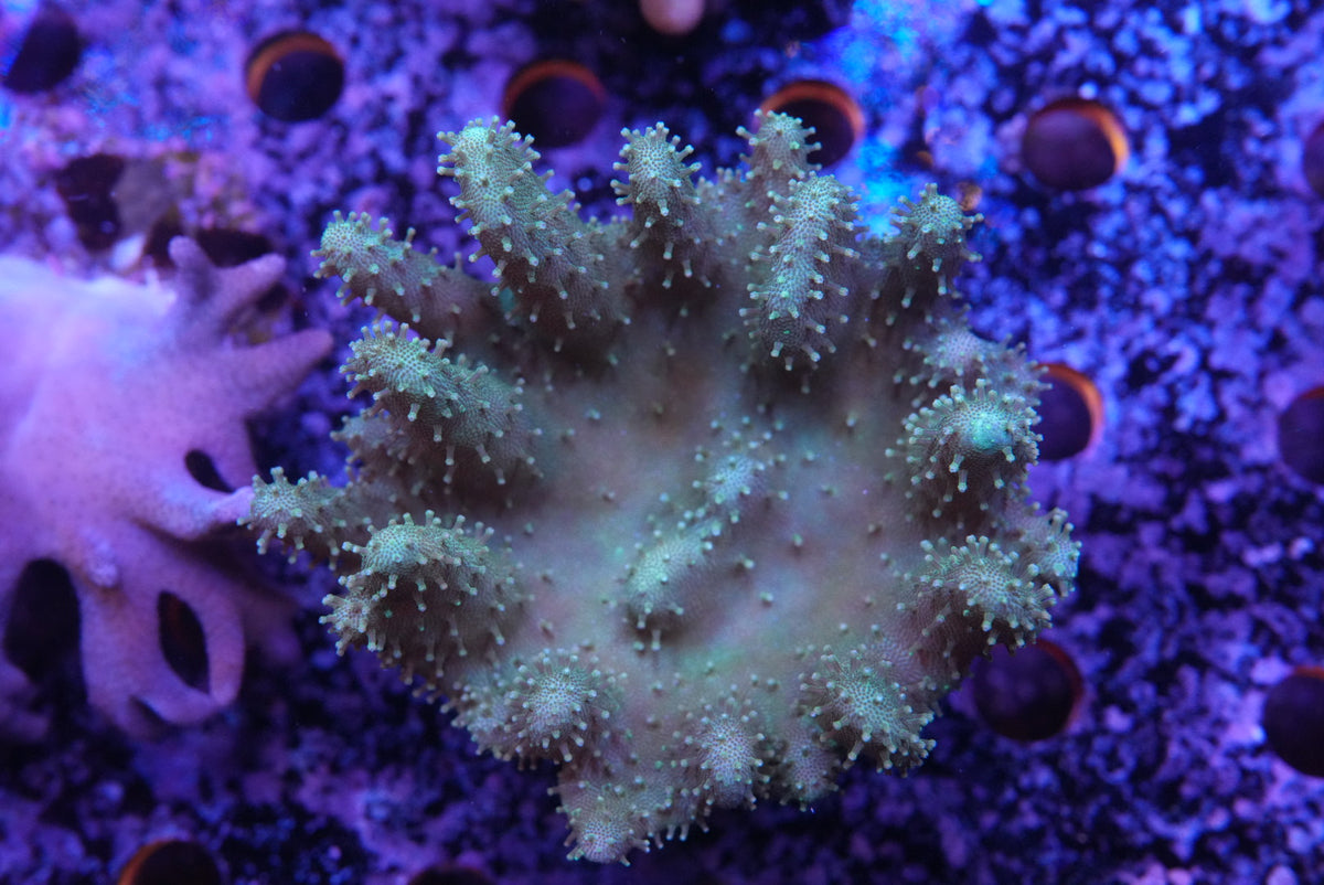 Finger Coral – Reef-freaks